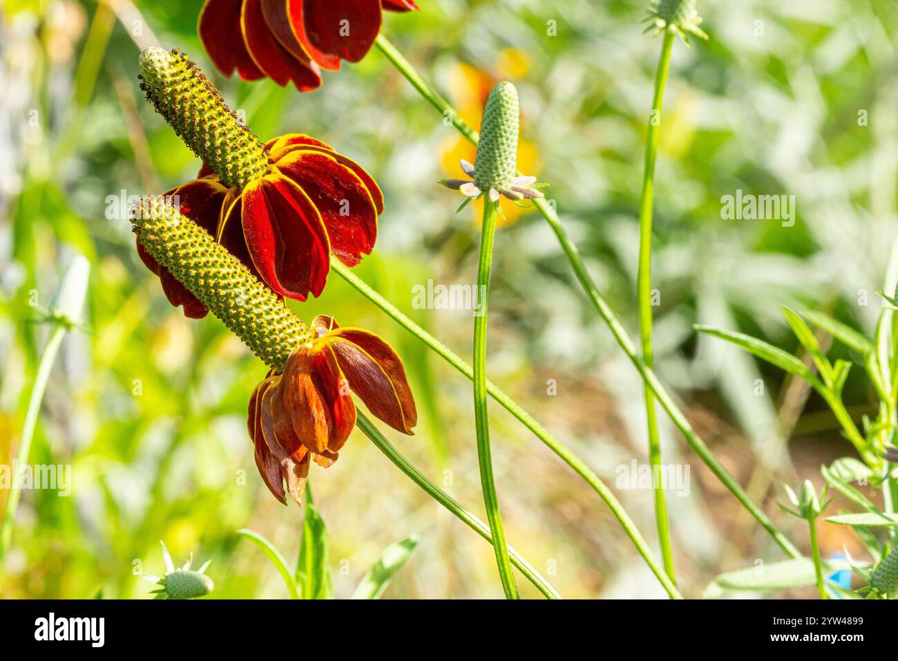Mexican Hat Plant, Columnar Coneflower, Ratibida columnifera 'Red ...