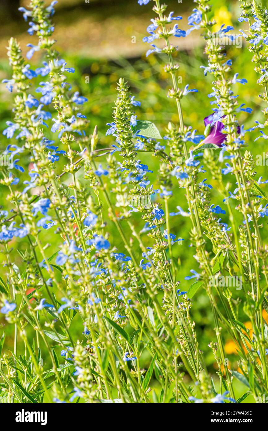 Blue Spike Sage, Bog sage 'Ballon Azul', Salvia uliginosa 'Ballon Azul ...