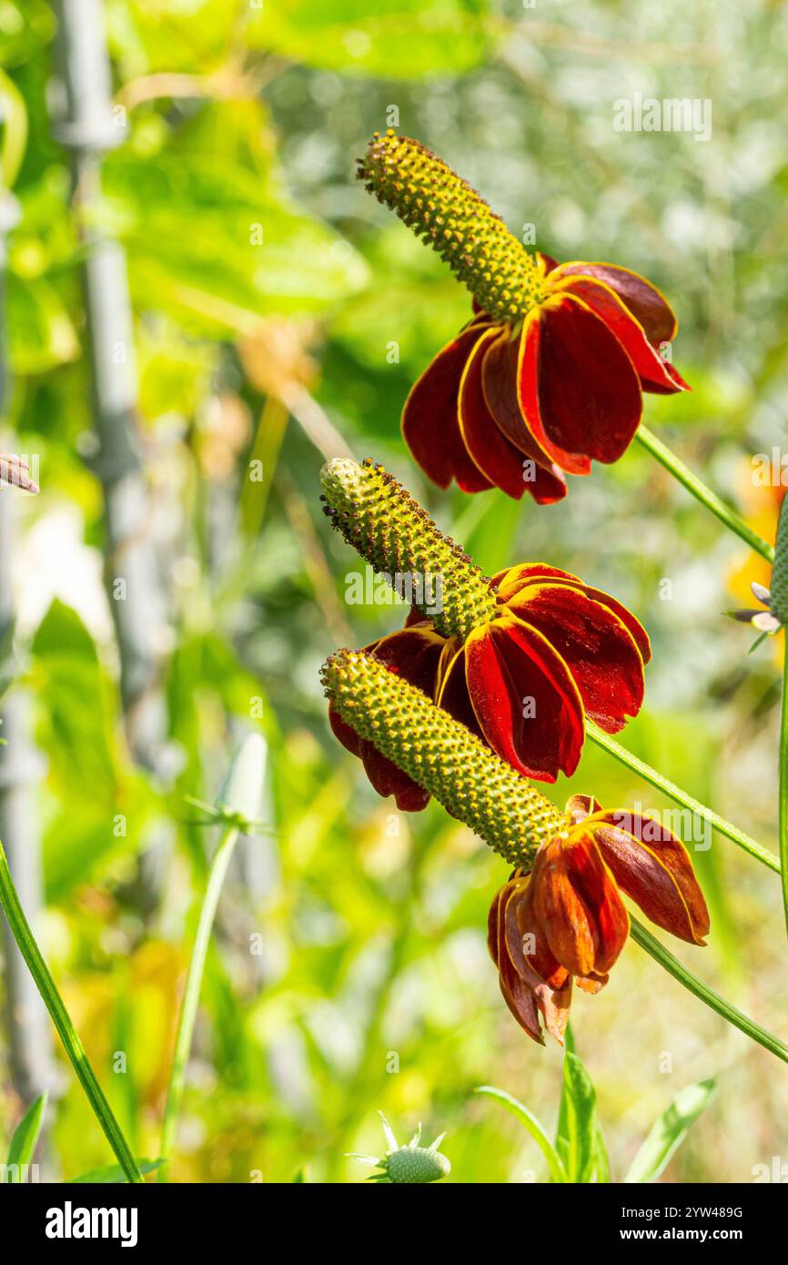 Mexican Hat Plant, Columnar Coneflower, Ratibida columnifera 'Red ...