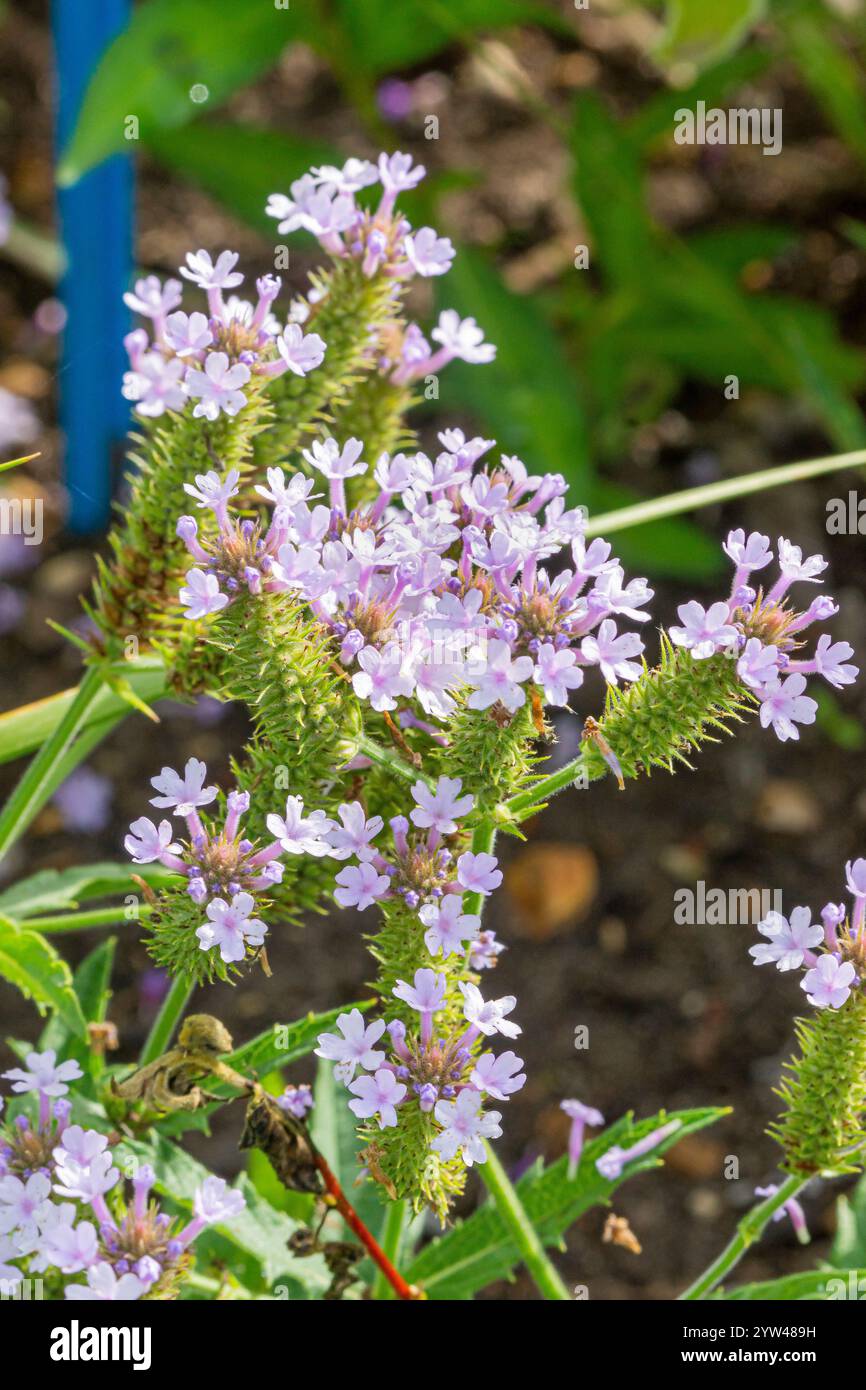 Slender vervain 'Polaris', Verbena rigida f. lilacina 'Polaris ...