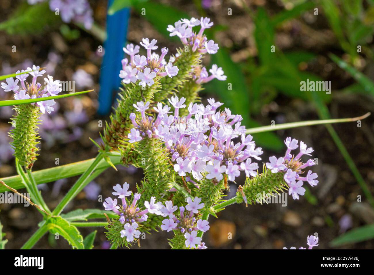 Slender vervain 'Polaris', Verbena rigida f. lilacina 'Polaris ...
