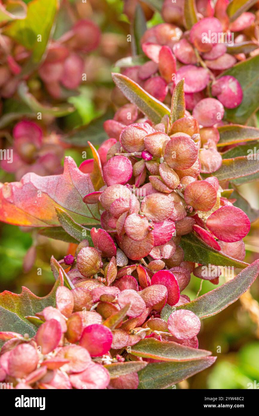 Mountain Spinach, Atriplex hortensis 'Rubra', flowers Stock Photo - Alamy