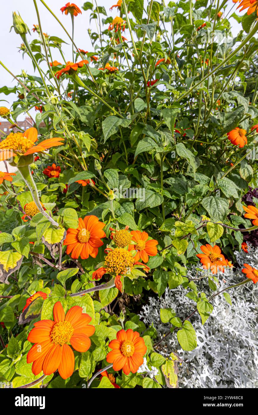 Mexican Sunflower, Tithonia rotundifolia 'Torch', flowers Stock Photo ...