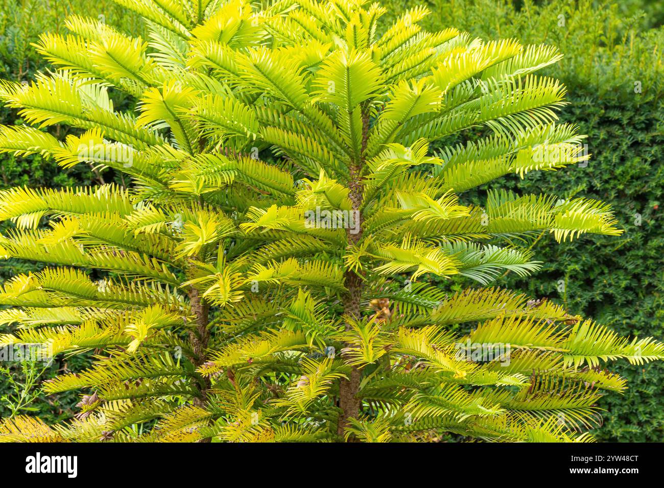 Wollemi pine (Wollemia nobilis Stock Photo - Alamy