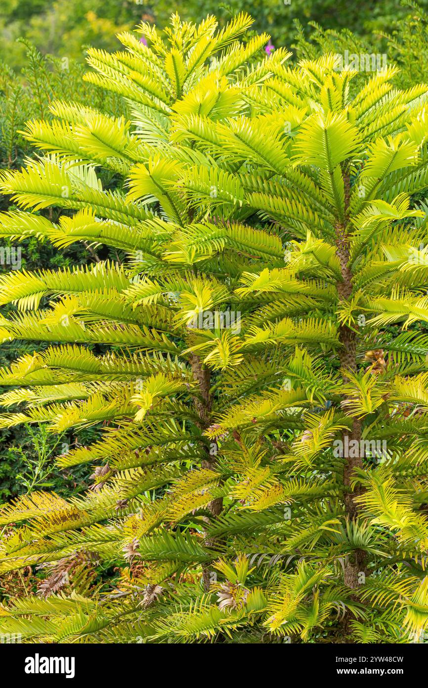Wollemi pine (Wollemia nobilis Stock Photo - Alamy