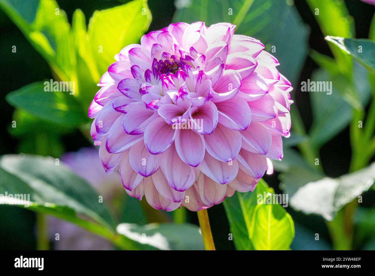 Pompon dahlia, Dahlia 'Franz Kafka', Breeder : Maarse (NDL)1974, flower ...