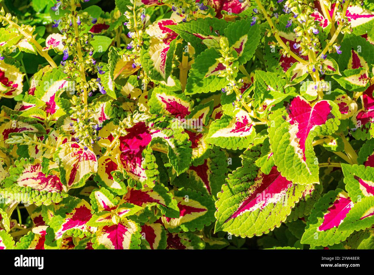 Coleus, Solenostemon scutellarioides 'Wizard Corail Sunrise' Stock ...