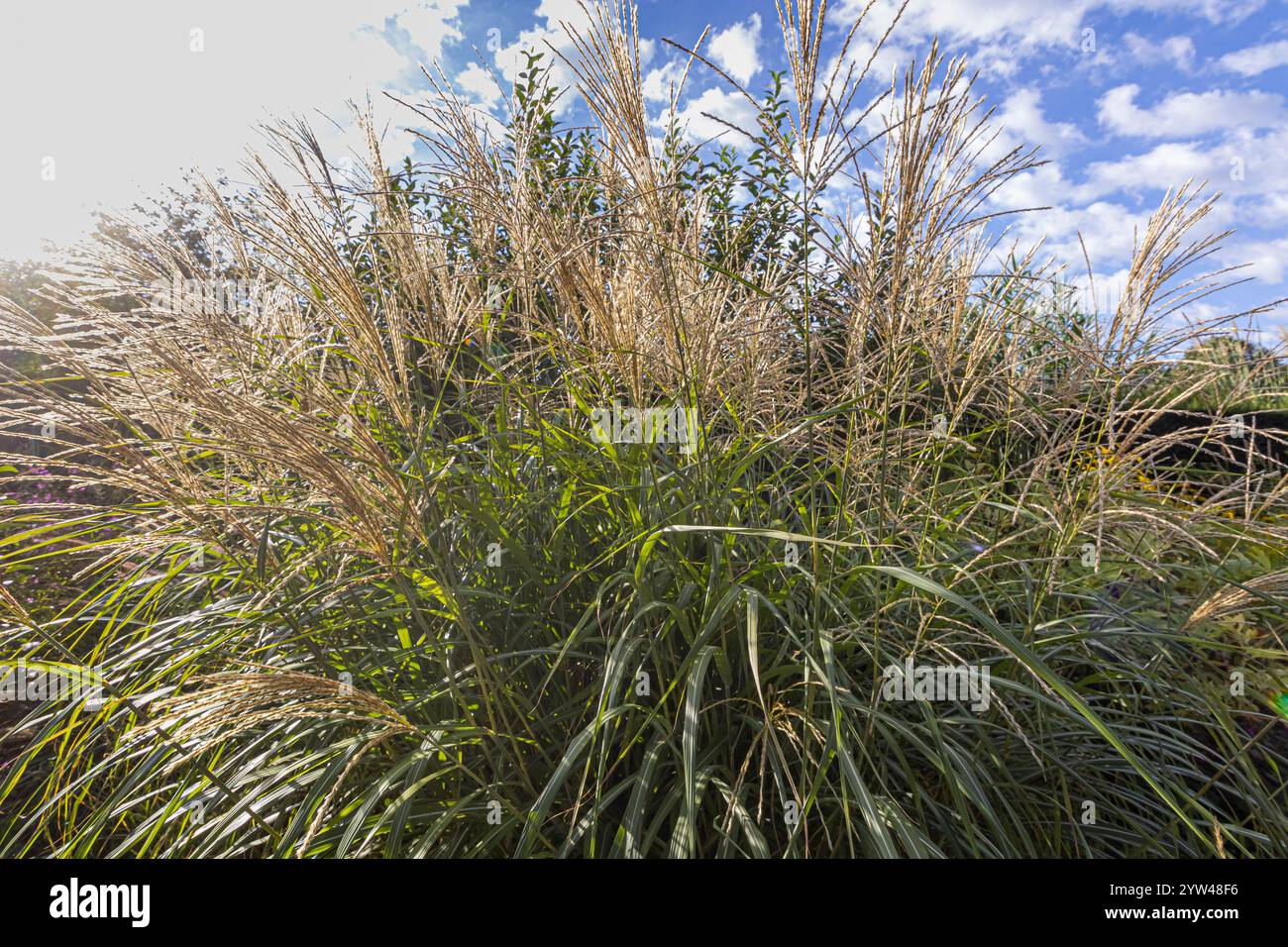 Chinese Silvergrass, Miscanthus sinensis 'David' Stock Photo - Alamy