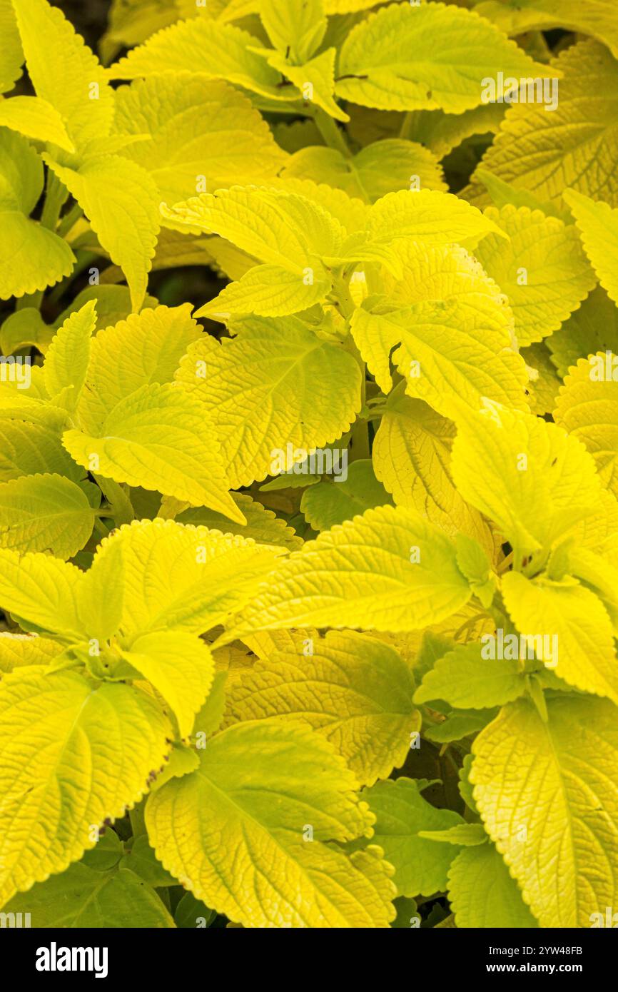 Coleus, Solenostemon 'Lime Time', foliage Stock Photo - Alamy