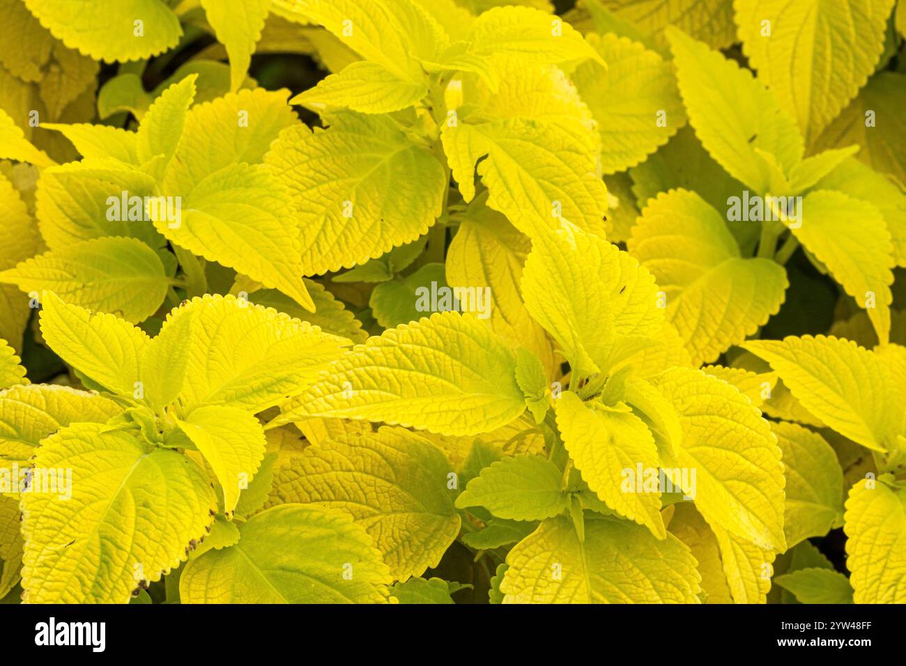 Coleus, Solenostemon 'Lime Time', foliage Stock Photo - Alamy