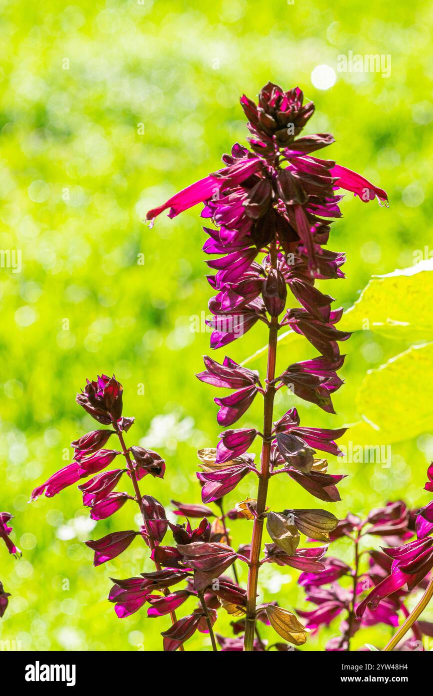 Scarlet sage, Salvia splendens 'Lighthouse Purple', Flowers Stock Photo ...