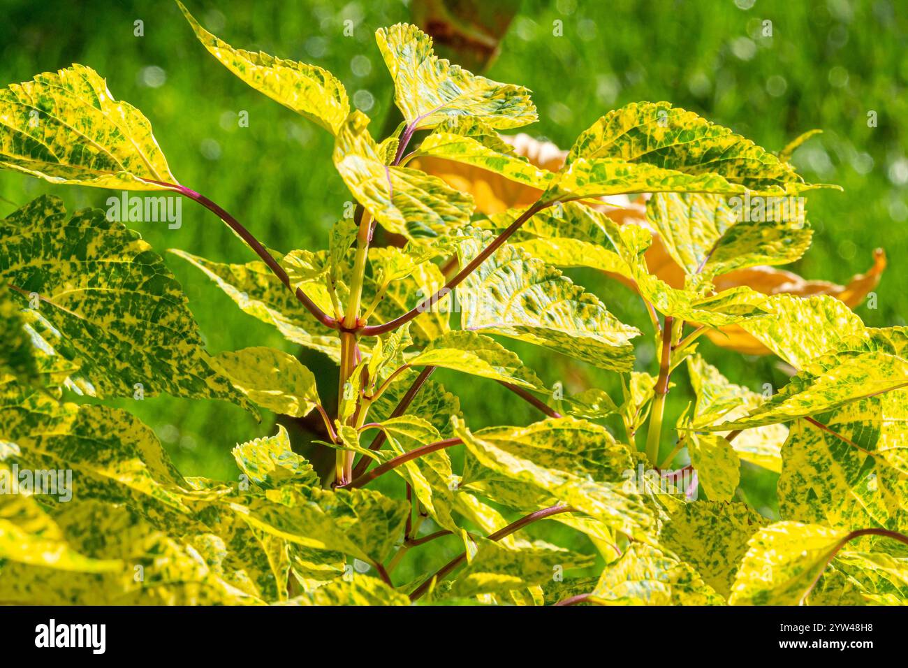 Painted Abutilon, Abutilon pictum 'Thompsonii', foliage Stock Photo - Alamy