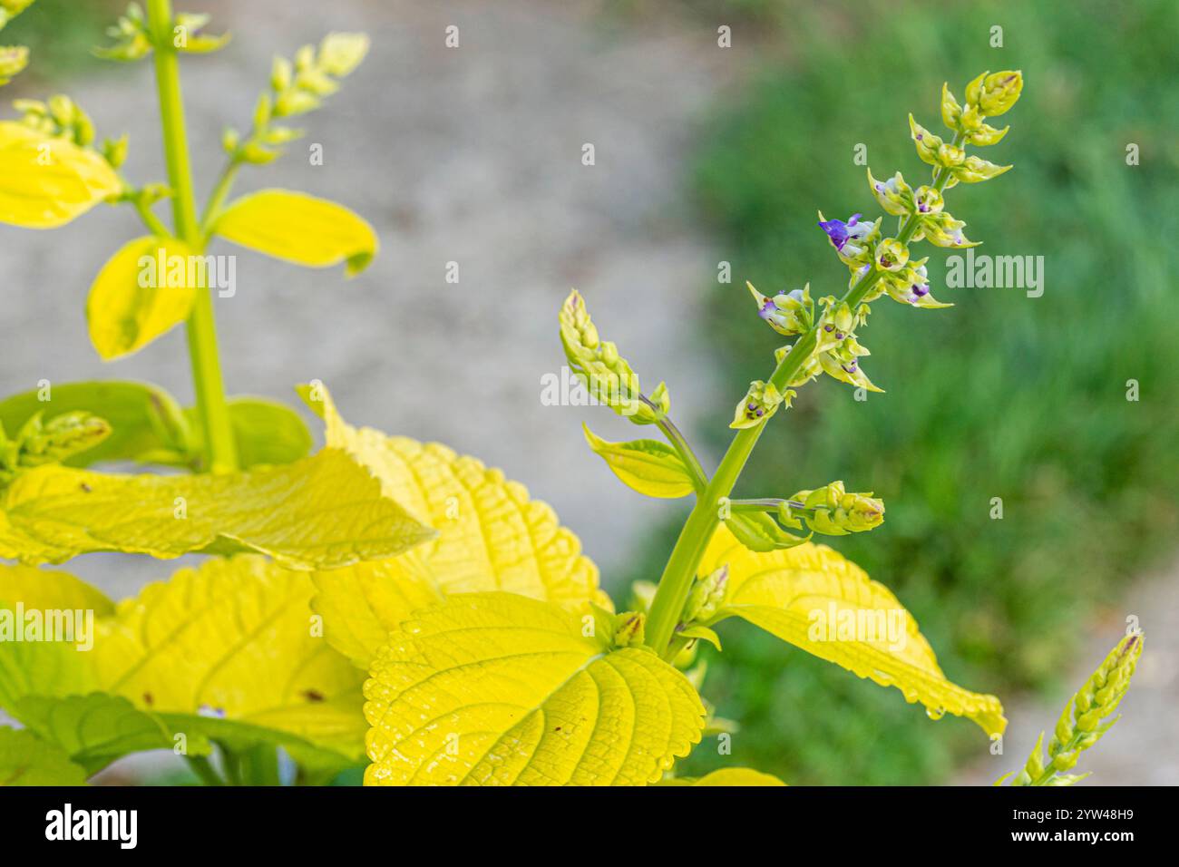 Coleus, Solenostemon 'Lime Time', flowers Stock Photo - Alamy