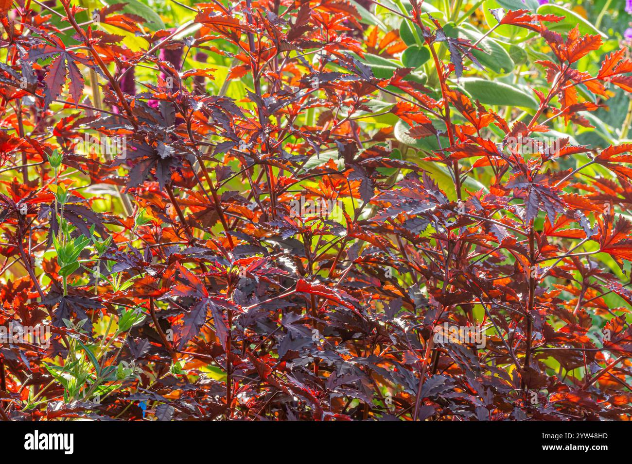 Red-Leaf Hibiscus, Hibiscus acetosella 'Mahogany Splendor, foliage ...