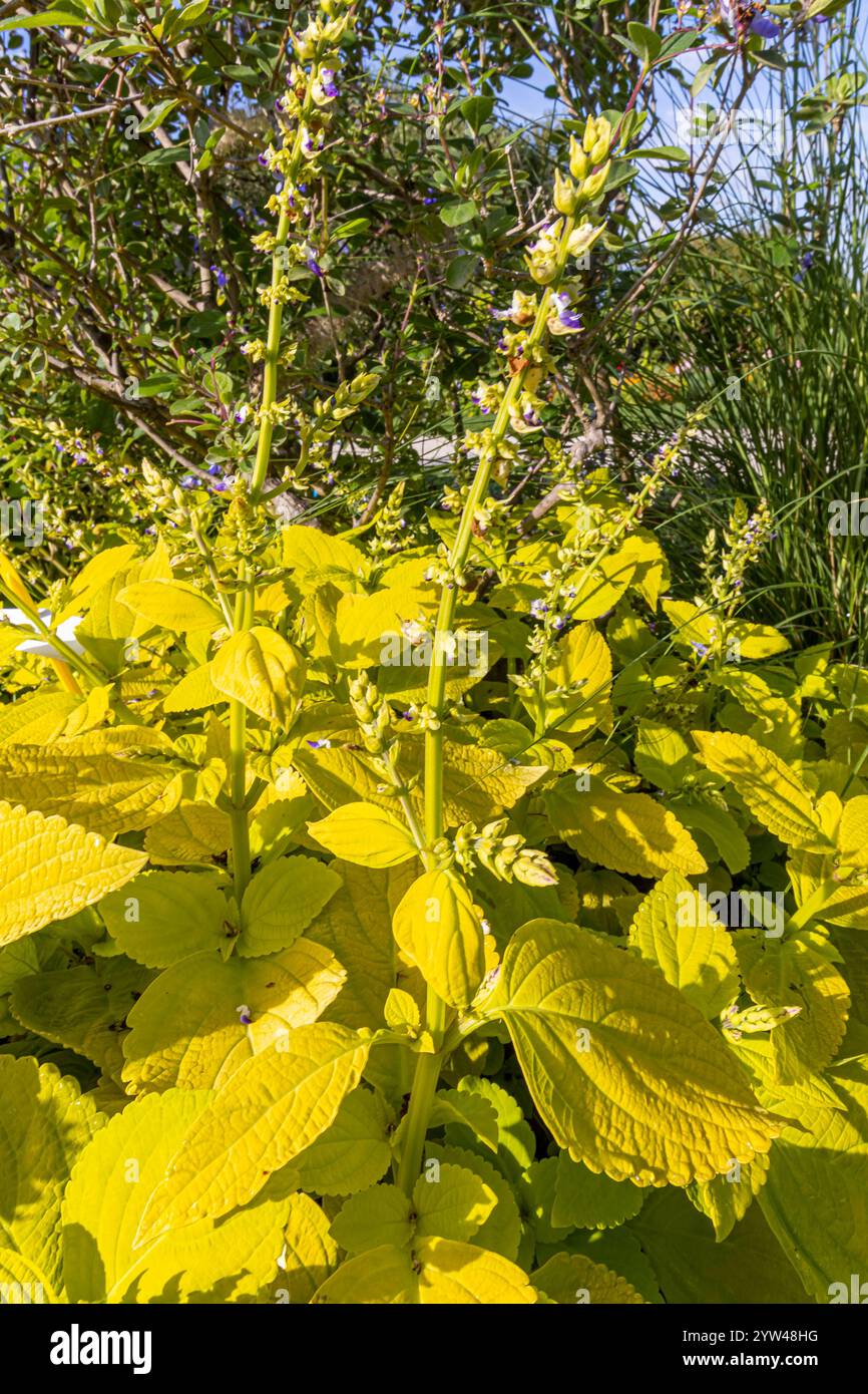 Coleus, Solenostemon 'Lime Time', flowers Stock Photo - Alamy