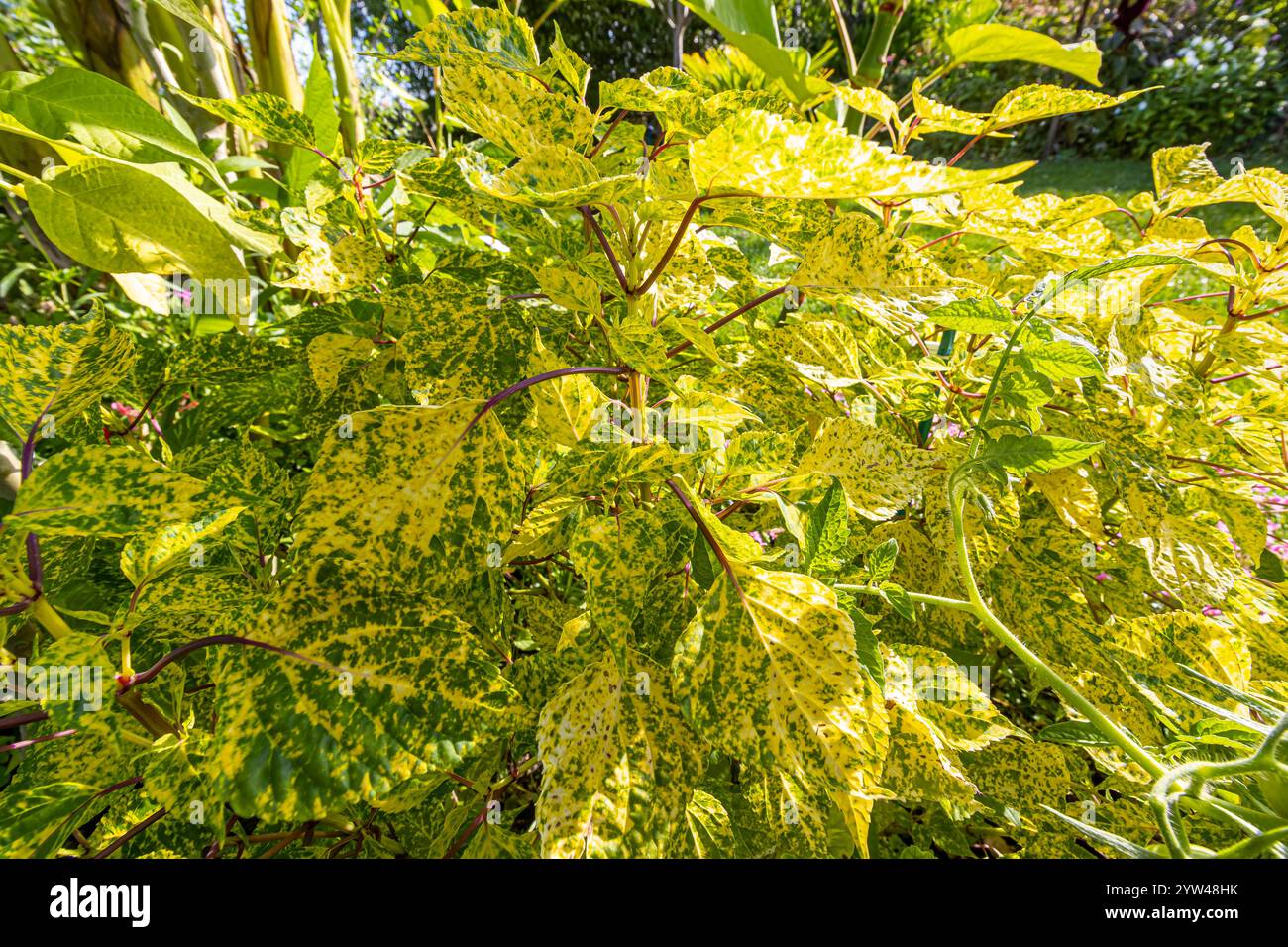 Painted Abutilon, Abutilon pictum 'Thompsonii', foliage Stock Photo - Alamy