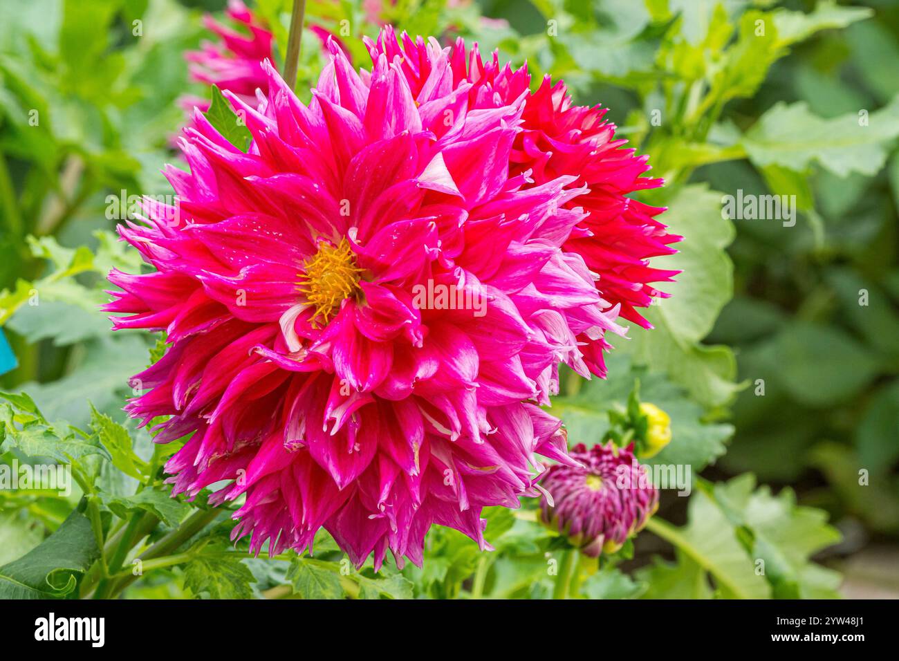 Decorative dahlia, Dahlia 'Rimbaud' Breeder : Seguin (CAN) 2009, flower ...