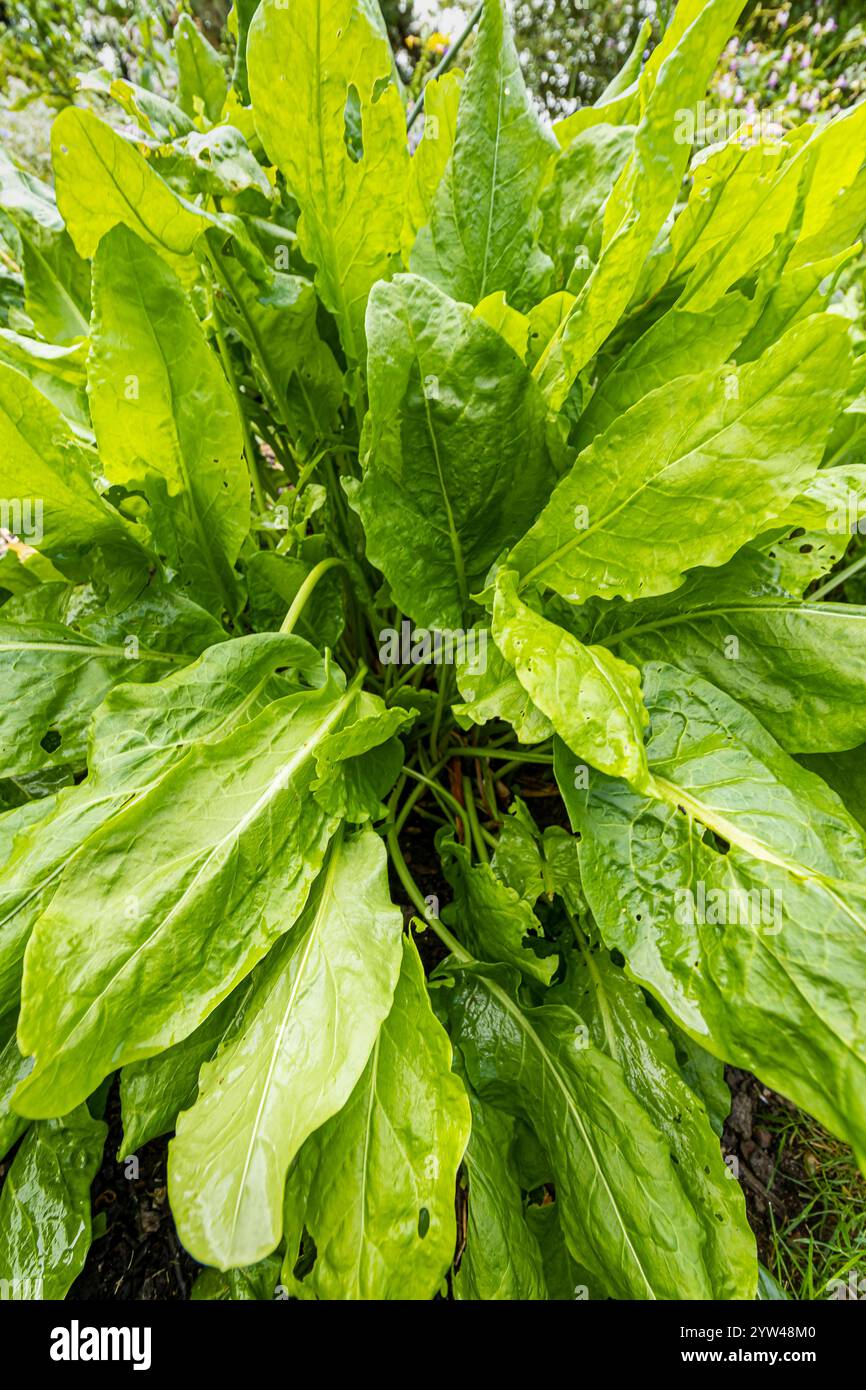 Sorrel 'Large de Belleville', Rhumex acetosa, foliage Stock Photo - Alamy
