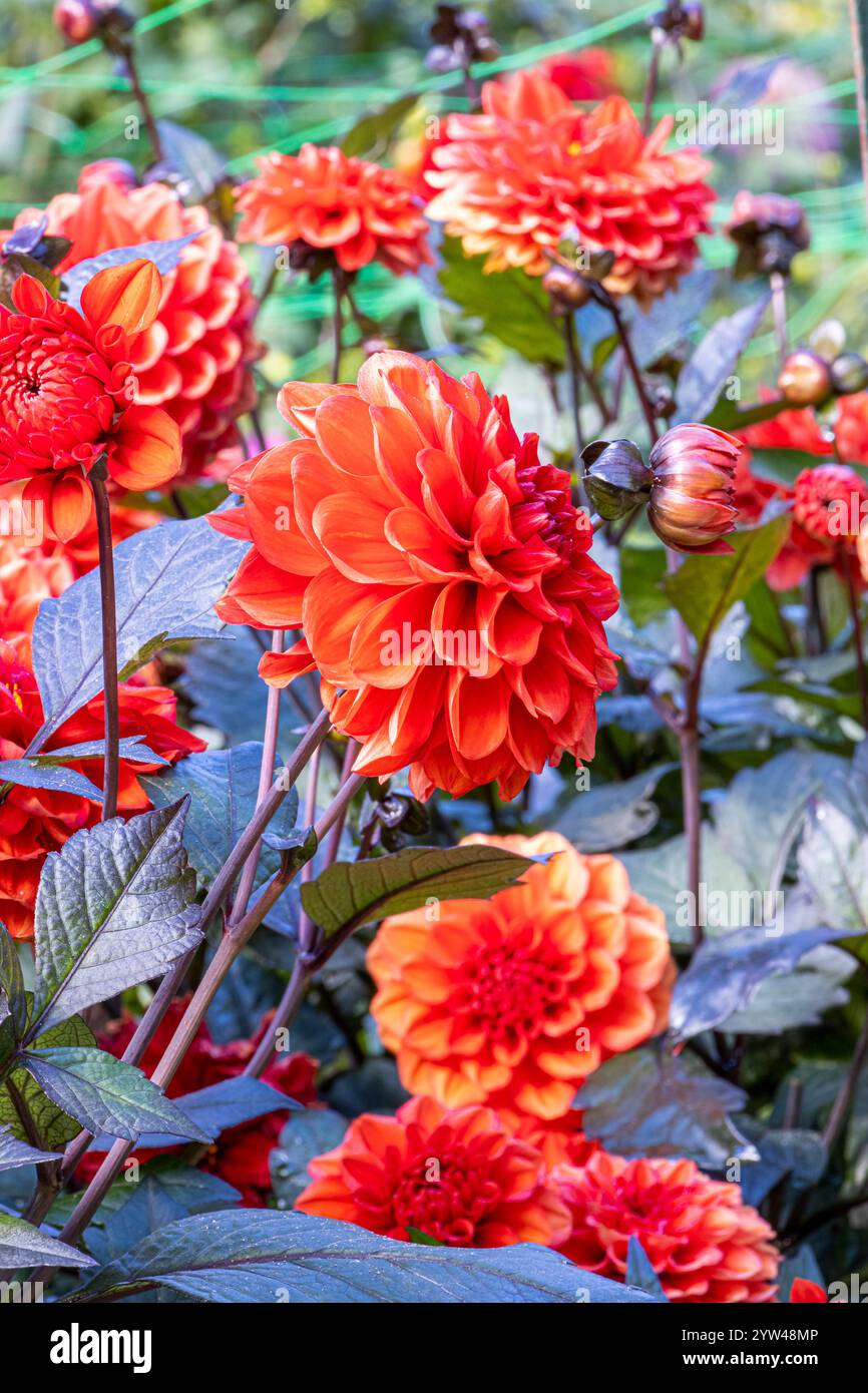Double dwarf Dahlia, Dahlia 'Septembre a Paris' Breeder : Turkish (FRA ...