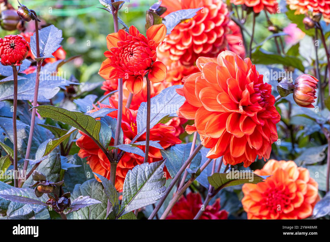 Double dwarf Dahlia, Dahlia 'Septembre a Paris' Breeder : Turkish (FRA ...