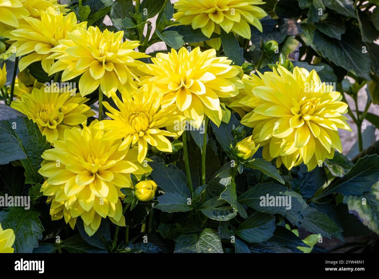 Dwarf Dahlia, Dahlia 'Gallery Cezanne' Breeder : Verwer (NDL) 1995 ...