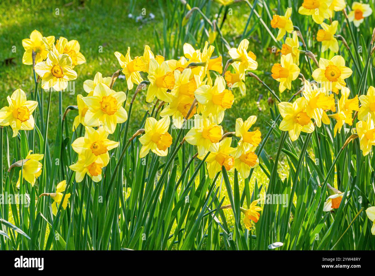 Trumpet Daffodil, Narcissus 'Rijnveld Early Sensation', flowers Stock ...