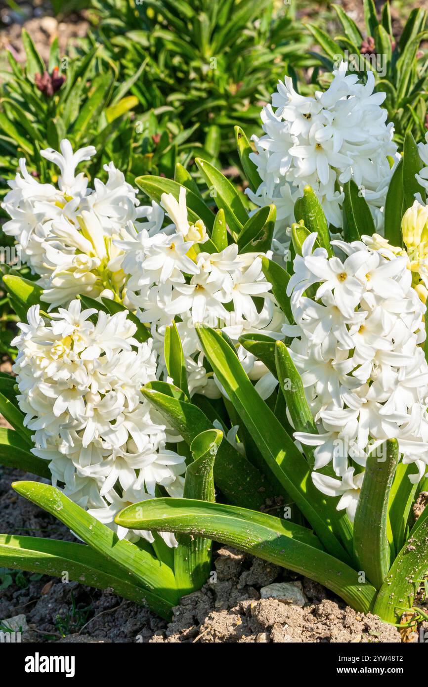 Dutch Hyacinth, Hyacinthus orientalis 'Carnegie', flowers Stock Photo - Alamy