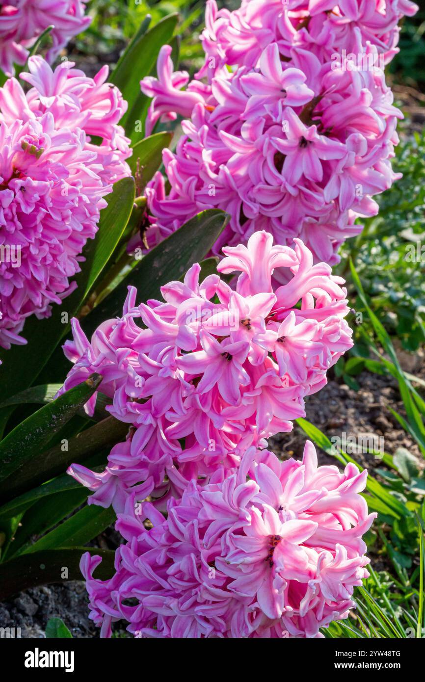 Dutch Hyacinth, Hyacinthus orientalis 'Fondant', flowers Stock Photo - Alamy