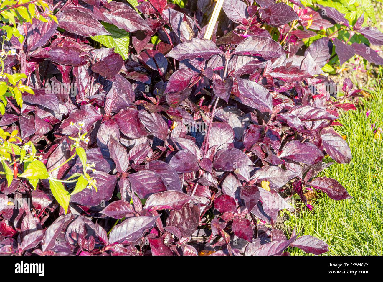 Ruby leaf alternanthera, Alternanthera dentata 'Purple Knight', foliage ...