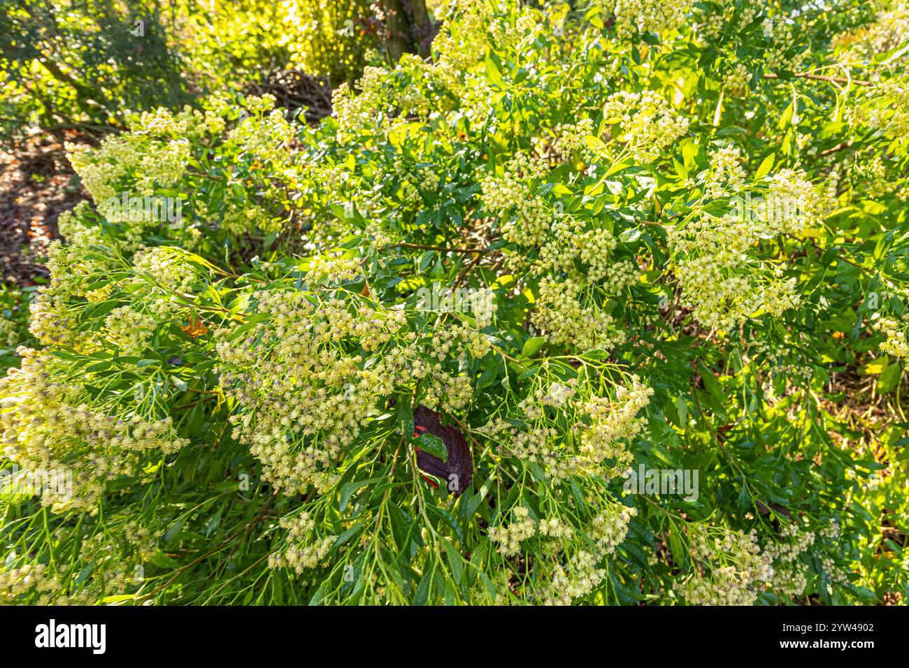 Sea Myrtle, Baccharis halimifolia 'Baccador', flowers Stock Photo - Alamy