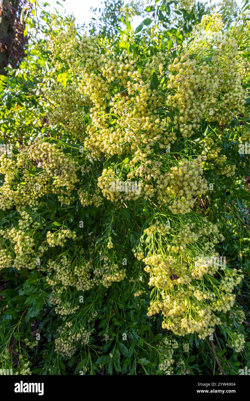 Sea Myrtle, Baccharis halimifolia 'Baccador', flowers Stock Photo - Alamy