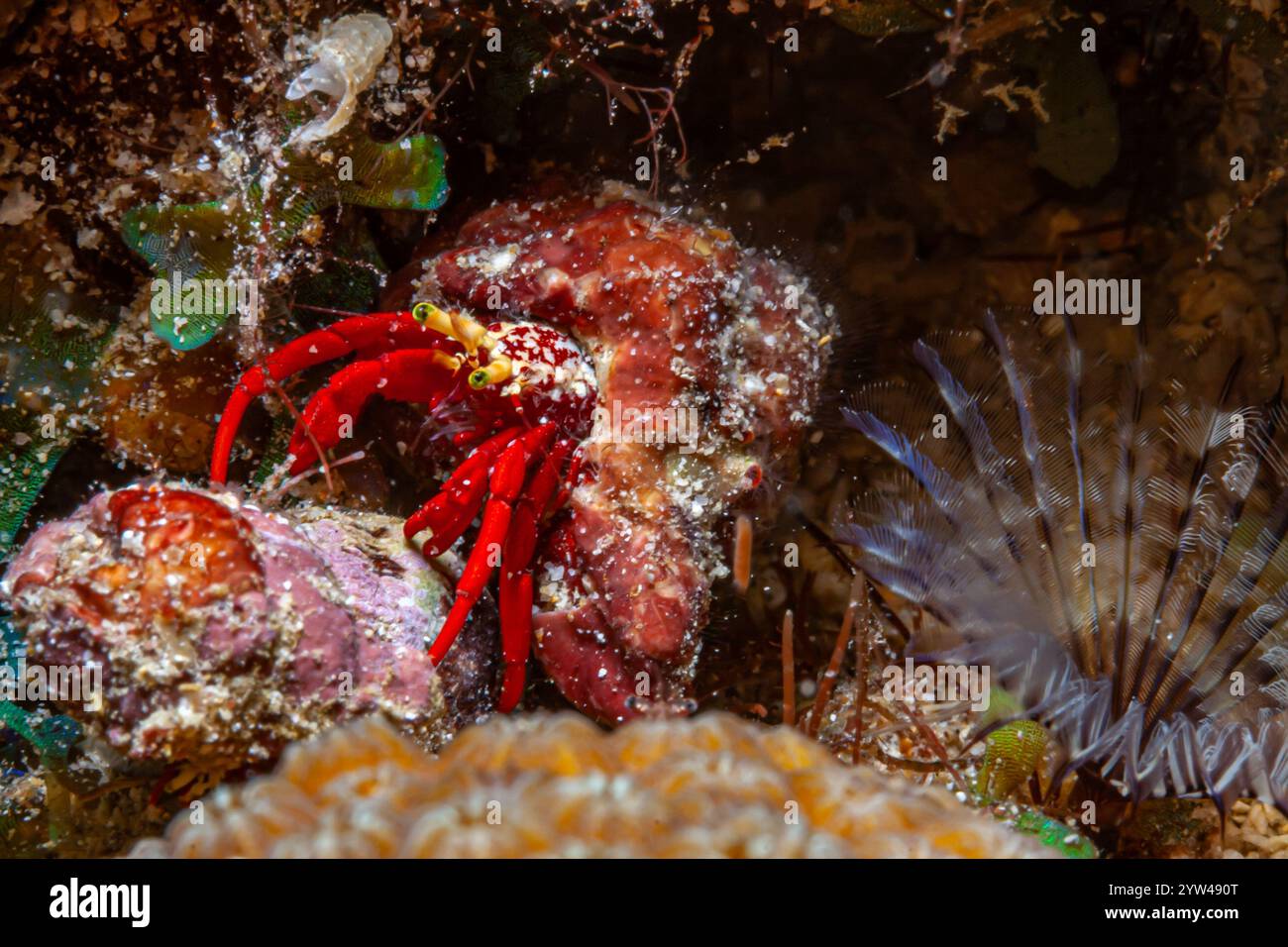 Anomuran decapod crustacean hi-res stock photography and images - Alamy