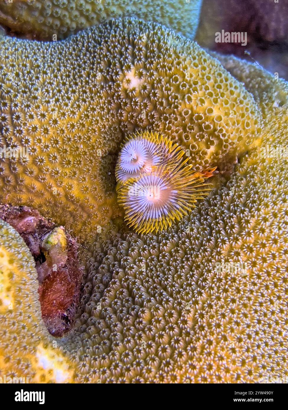 Spirobranchus giganteus, commonly known as Christmas tree worms, are ...