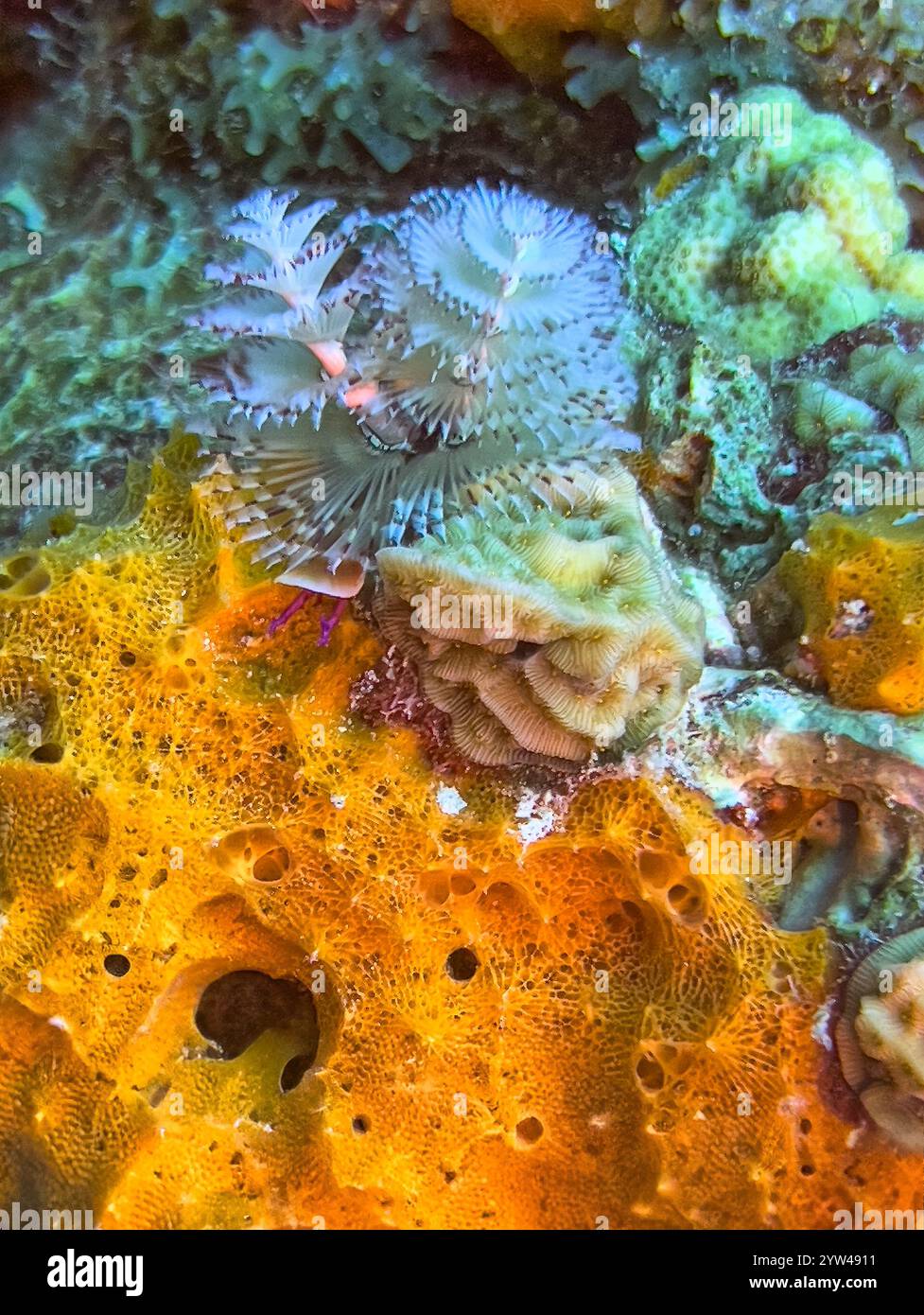 Spirobranchus giganteus, commonly known as Christmas tree worms, are ...