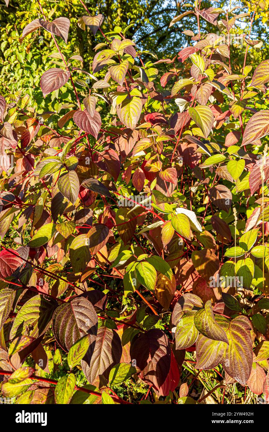 Common Dogwood, Cornus alba 'Elegantissima', autumn foliage Stock Photo ...