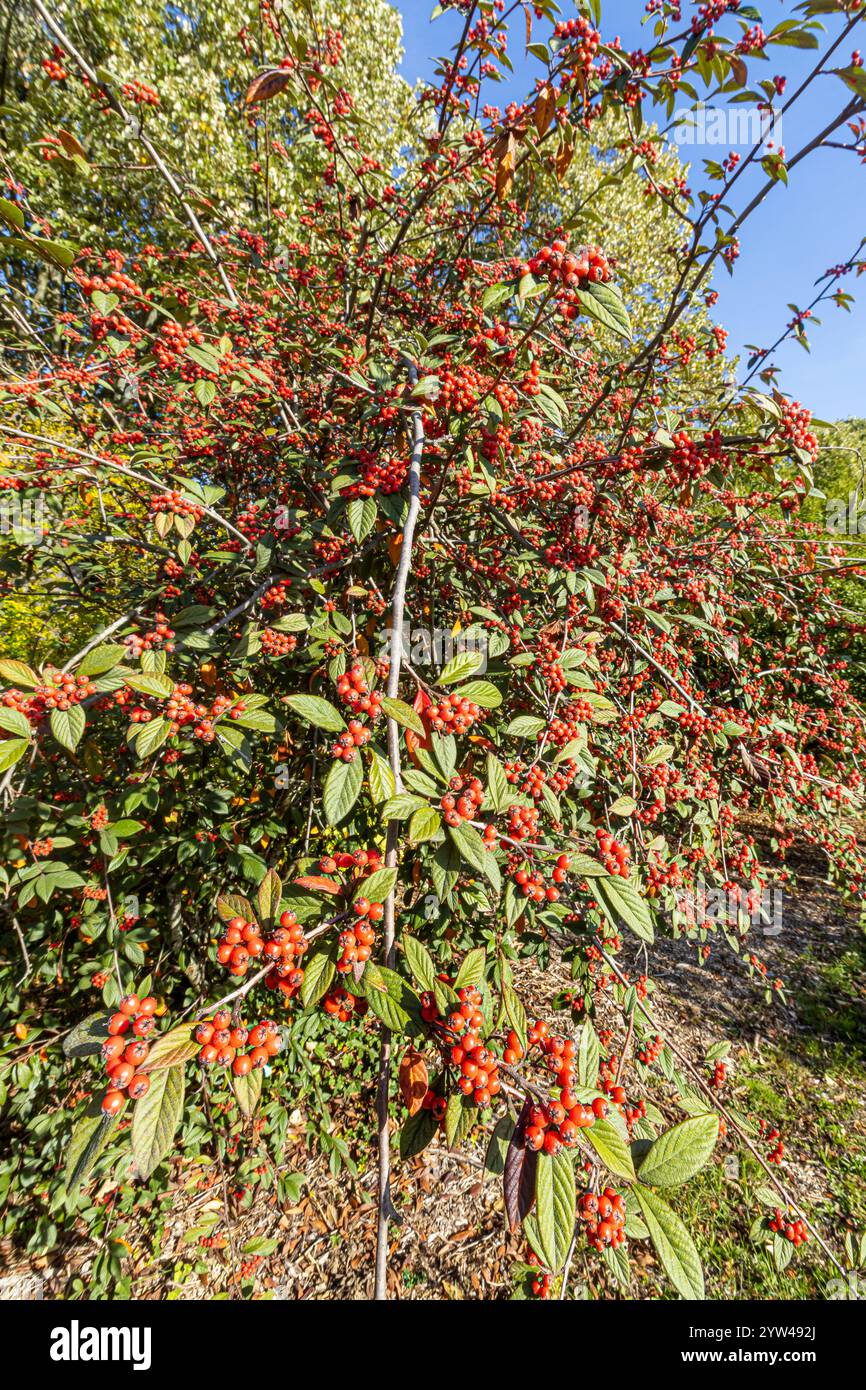 Willow leaved Cotoneaster, Cotoneaster salicifolius 'Rubra', fruits Stock Photo - Alamy