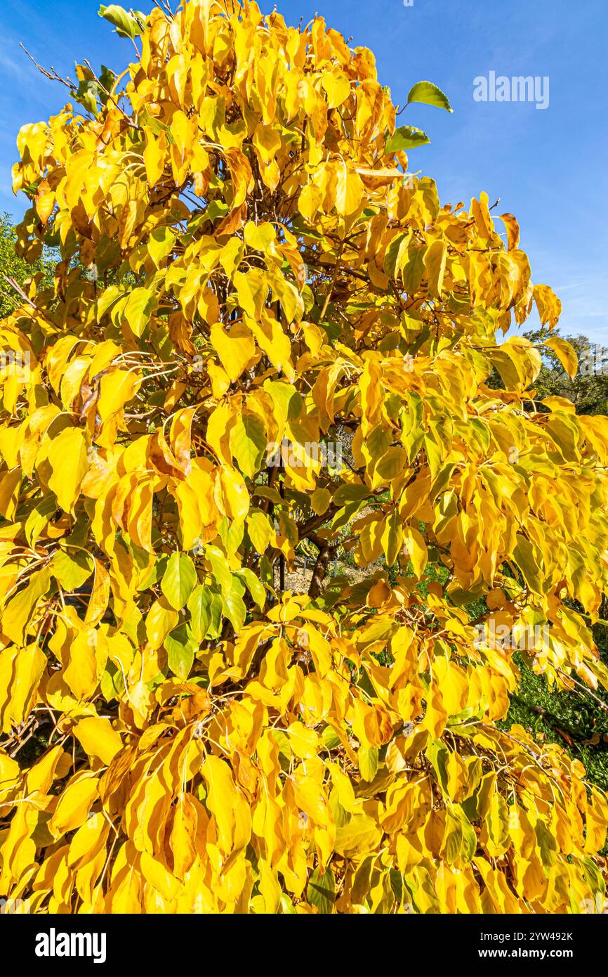 Hardy kiwi, Actinidia arguta, autumn foliage Stock Photo - Alamy