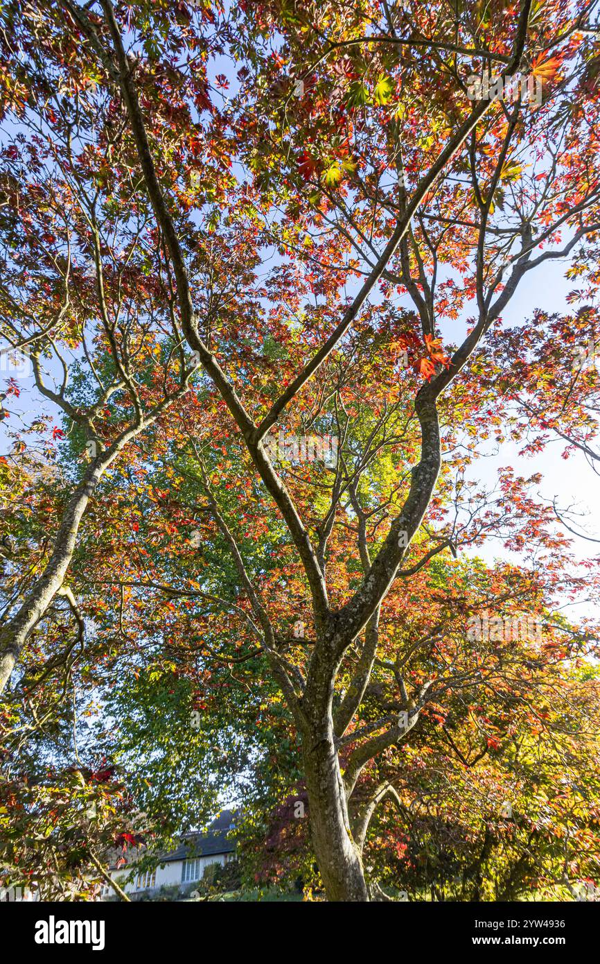 Full Moon Maple, Acer japonicum 'Aconitifolium' in autumn Stock Photo ...