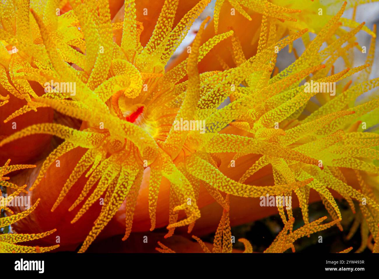 Orange cup coral,Tubastraea coccinea,belongs to a group of corals known ...