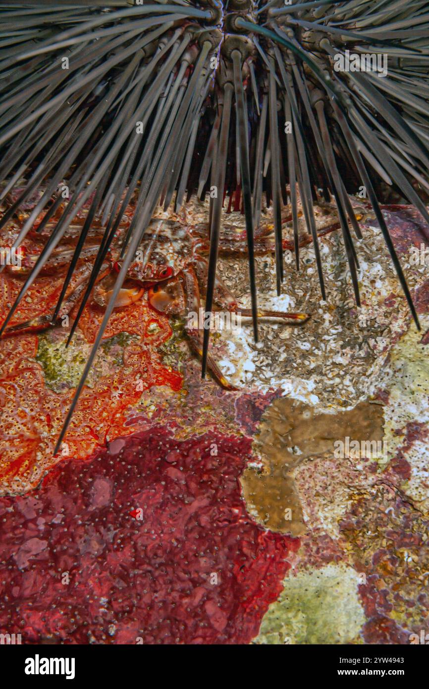 Coral crab family hi-res stock photography and images - Alamy