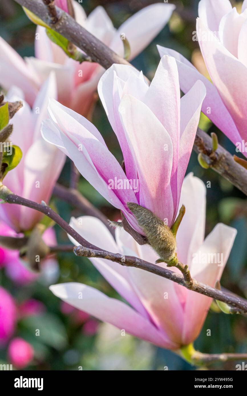 Saucer Magnolia, Magnolia soulangeana ?Alexandrina?, flowers Stock ...