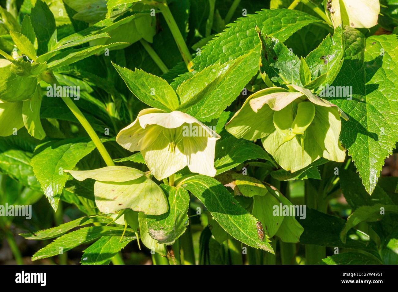 Lenten rose, Helleborus orientalis 'Yellow Lady', flowers Stock Photo ...