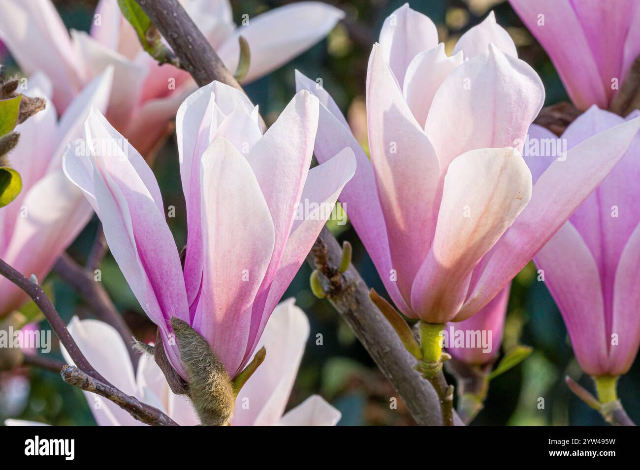 Saucer Magnolia, Magnolia soulangeana ?Alexandrina?, flowers Stock ...