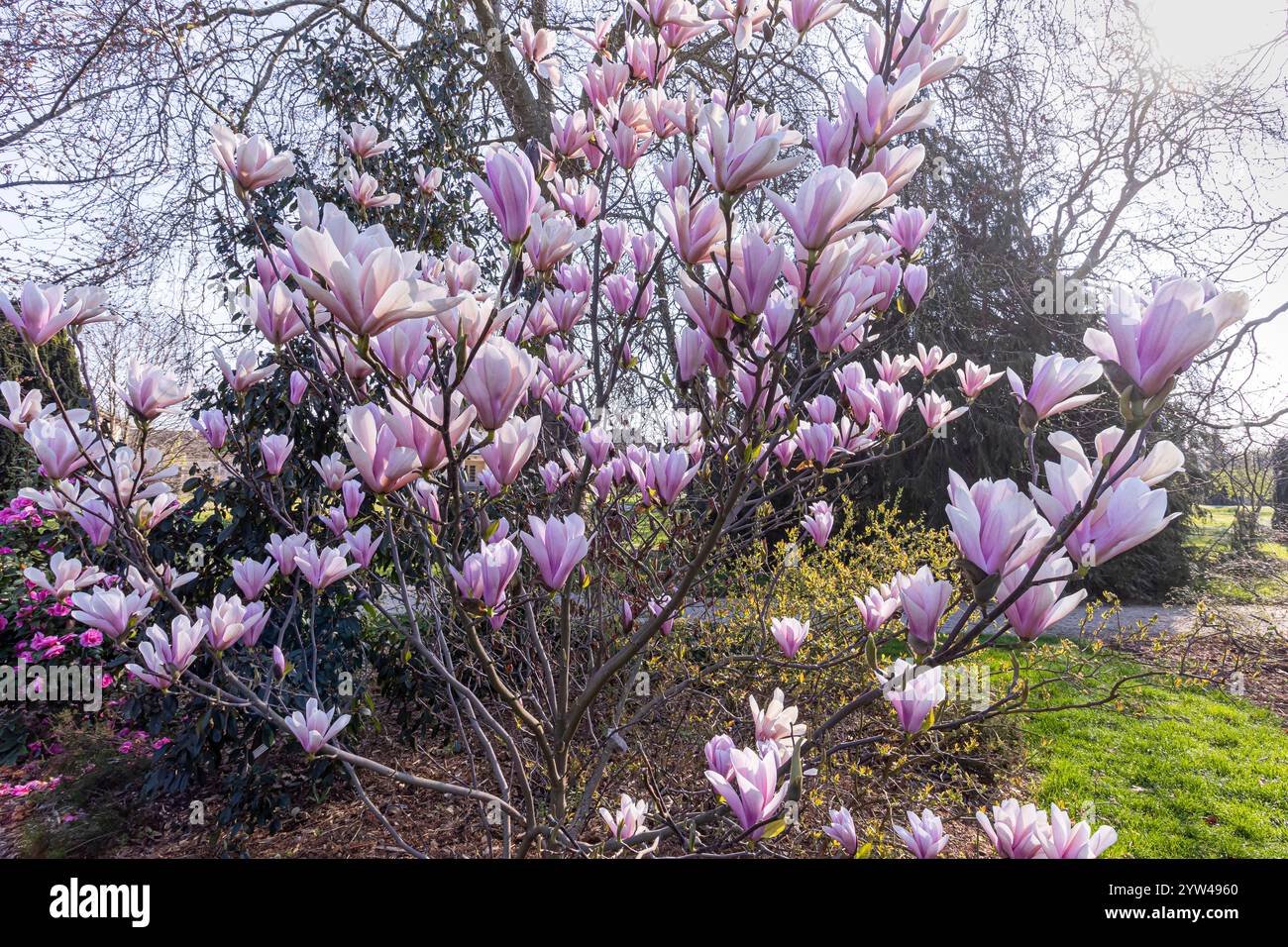 Saucer Magnolia, Magnolia soulangeana ?Alexandrina?, in bloom Stock ...