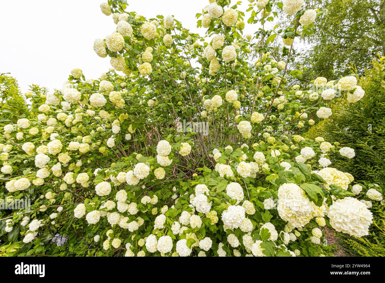 Japanese snowball, Viburnum opulus 'Roseum' in bloom Stock Photo - Alamy
