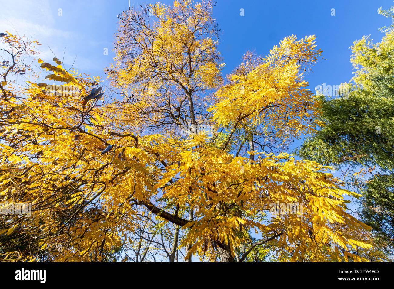 Golden rain tree, Koelreuteria paniculata, in autumn Stock Photo - Alamy