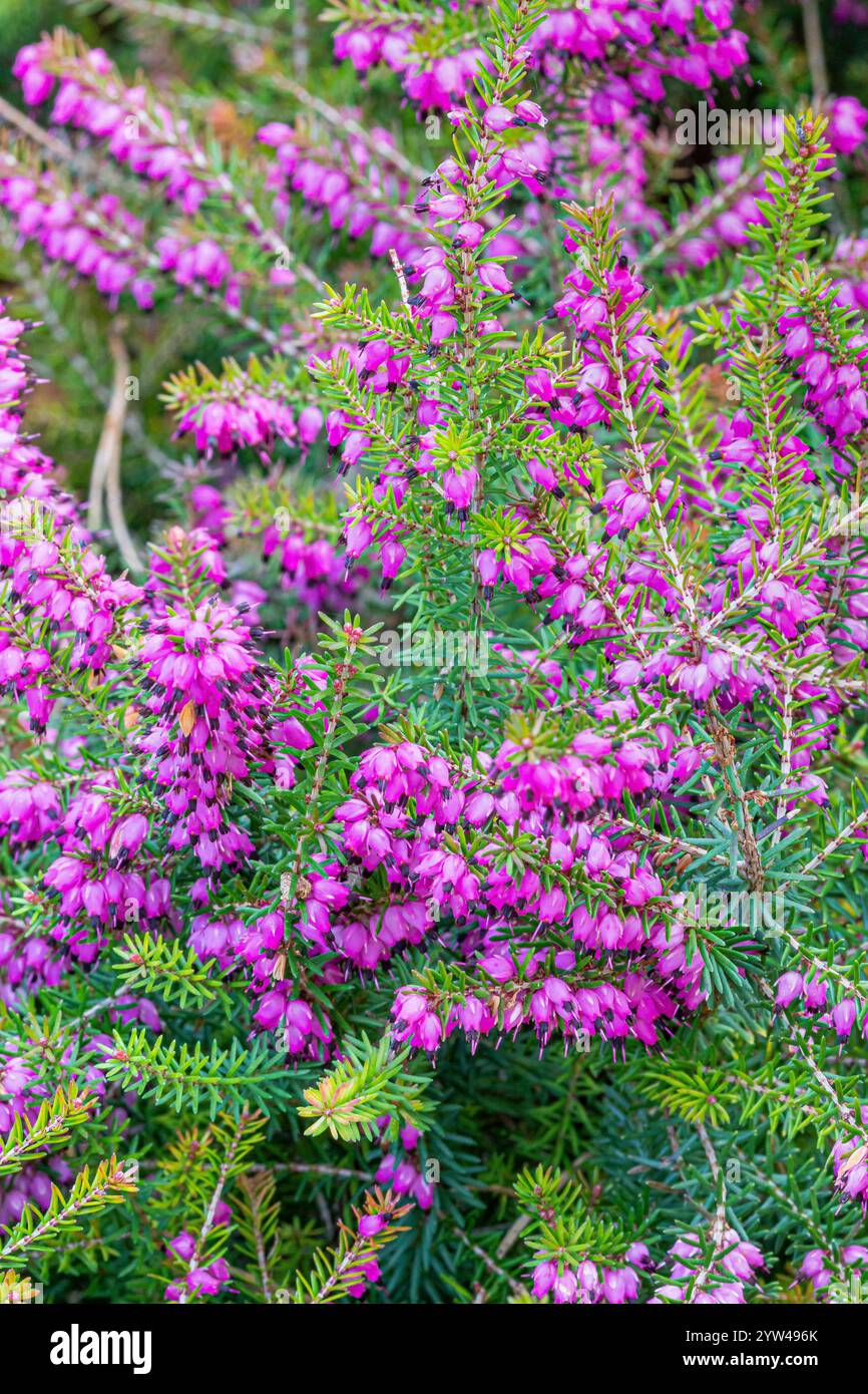 Cross-Leaved Heath, Erica tetralix 'Tina', flowers Stock Photo - Alamy