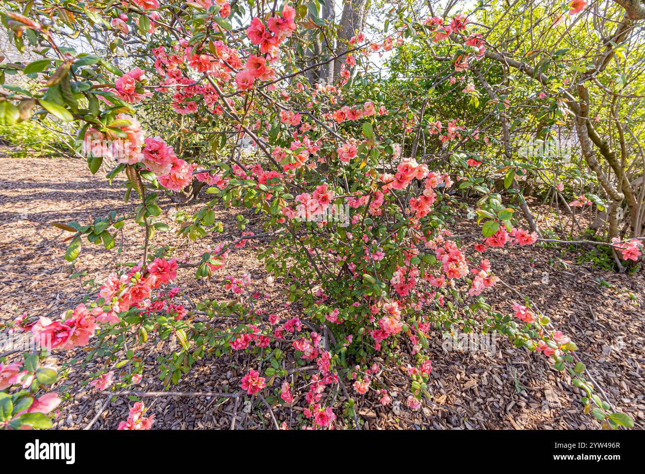 Japanese Quince, Chaenomeles speciosa 'Falconnet Charlet', in bloom Stock Photo - Alamy