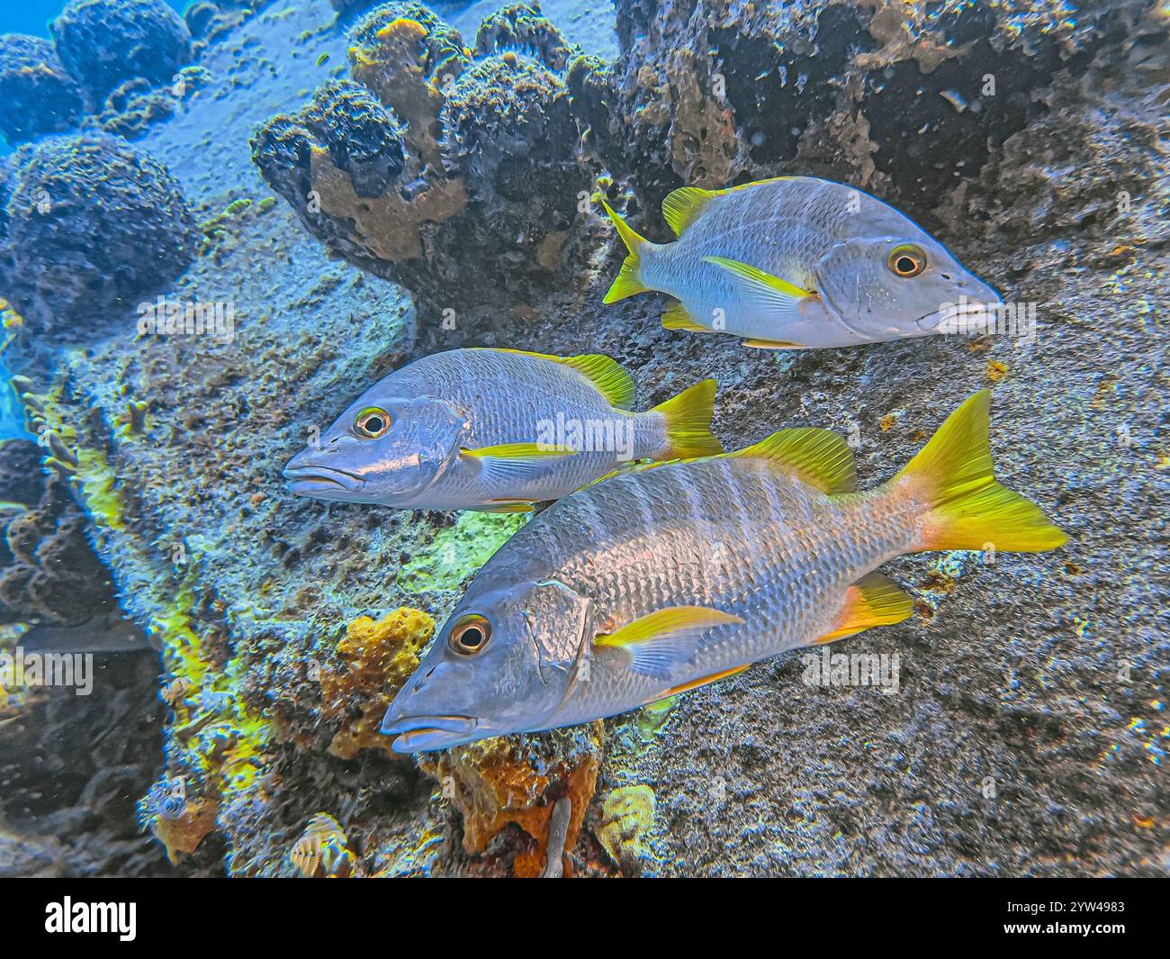 schoolmaster snapper ,Lutjanus apodus, is a species of marine ray ...