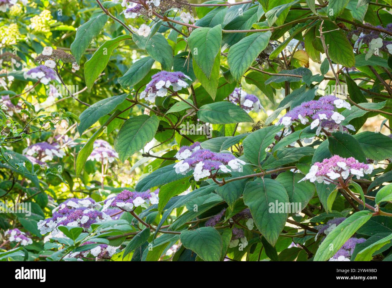 Hydrangea, Hydrangea strigosa, in bloom Stock Photo - Alamy